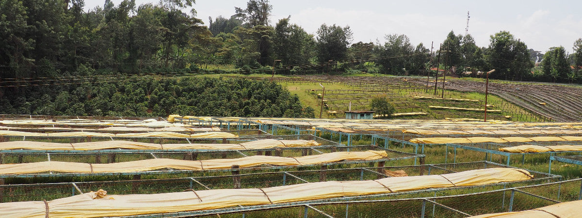 Barichu Karatina Cooperative – Java Pura